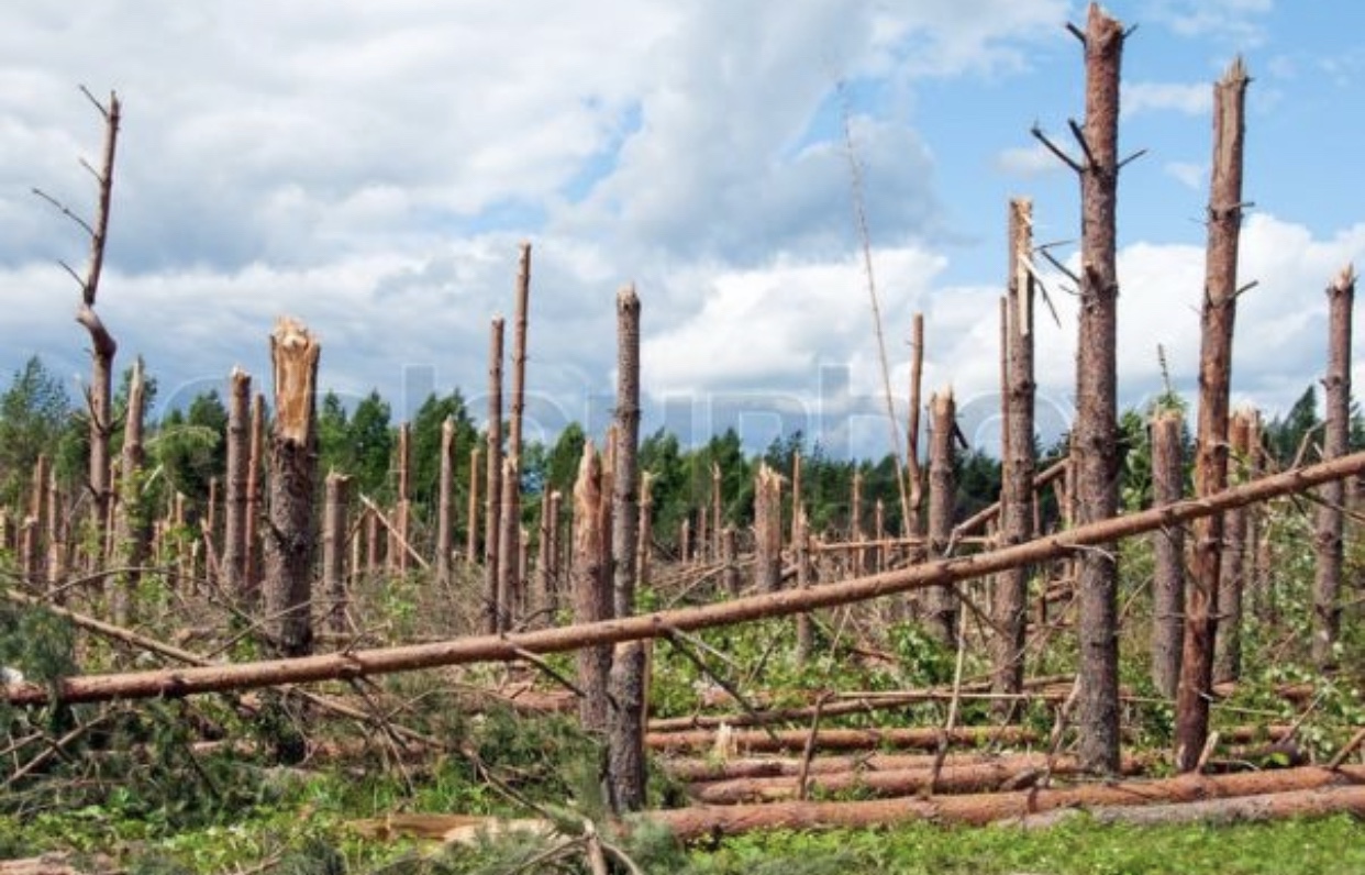 Wood You Like To Swing On A Star? Sunshine State? Hemp Takes Over ...